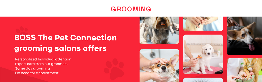 GROOMING – bossthepetconnection