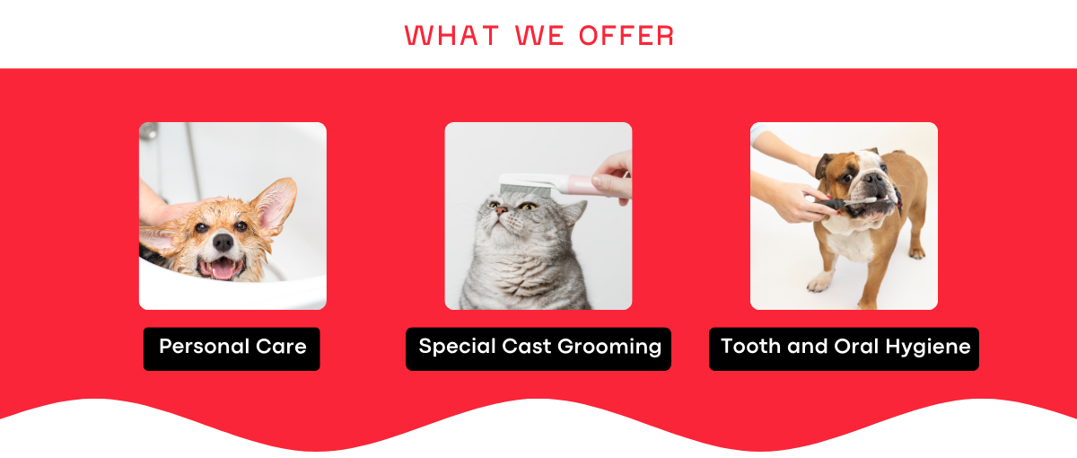 GROOMING – bossthepetconnection