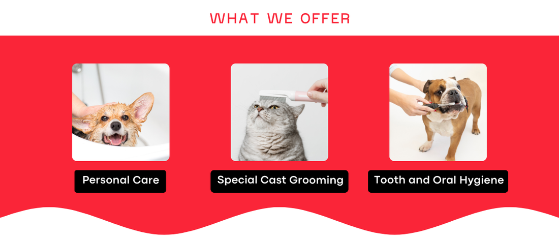 GROOMING – bossthepetconnection