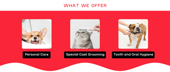 GROOMING – bossthepetconnection
