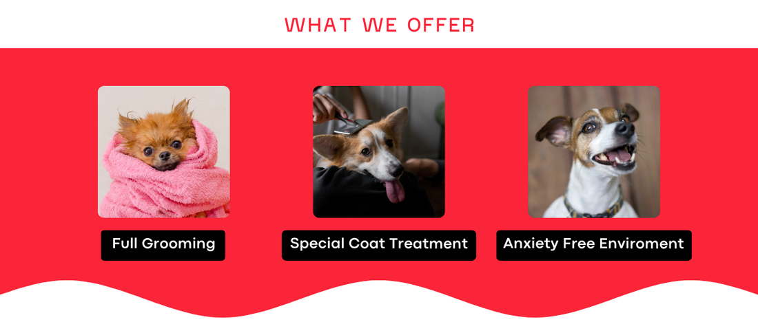 GROOMING – bossthepetconnection