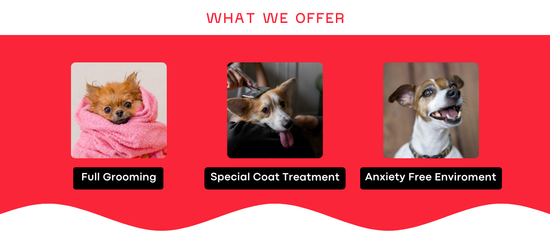 GROOMING – bossthepetconnection