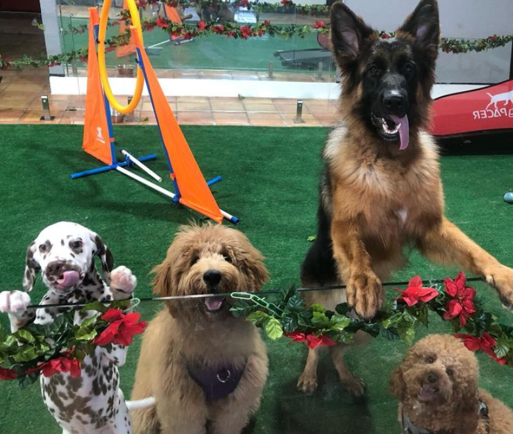 PET CARE / HOTEL – bossthepetconnection