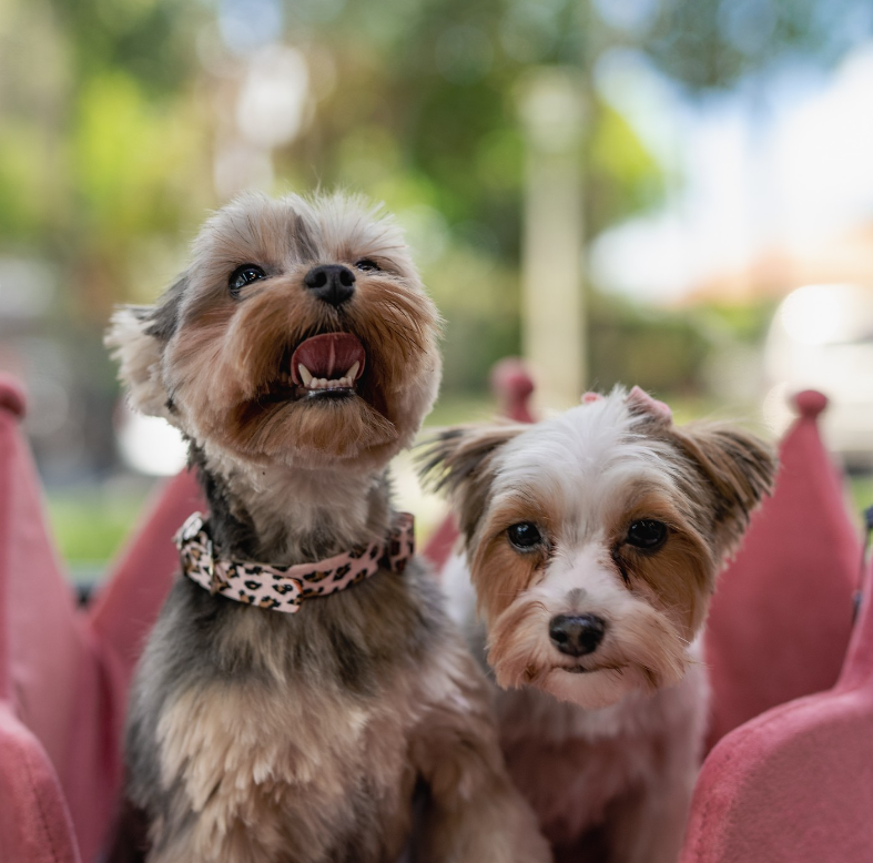 GROOMING – bossthepetconnection