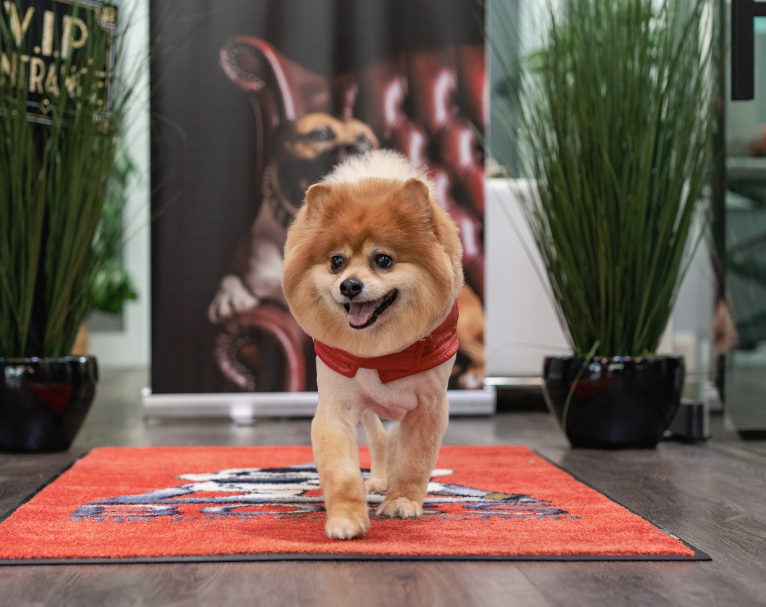 GROOMING – bossthepetconnection