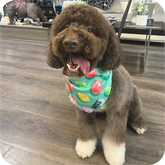 Boss The Pet Connection – bossthepetconnection