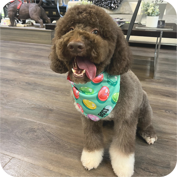 Boss The Pet Connection – bossthepetconnection