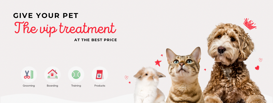 Boss The Pet Connection – bossthepetconnection