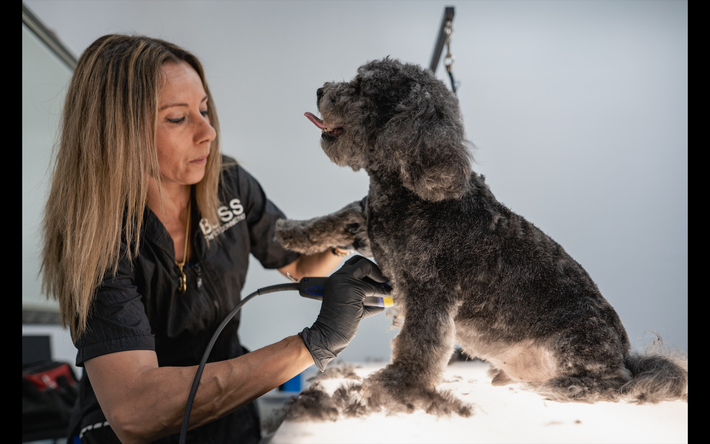 Boss The Pet Connection – bossthepetconnection